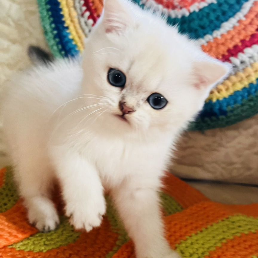 Шотландская кошечка