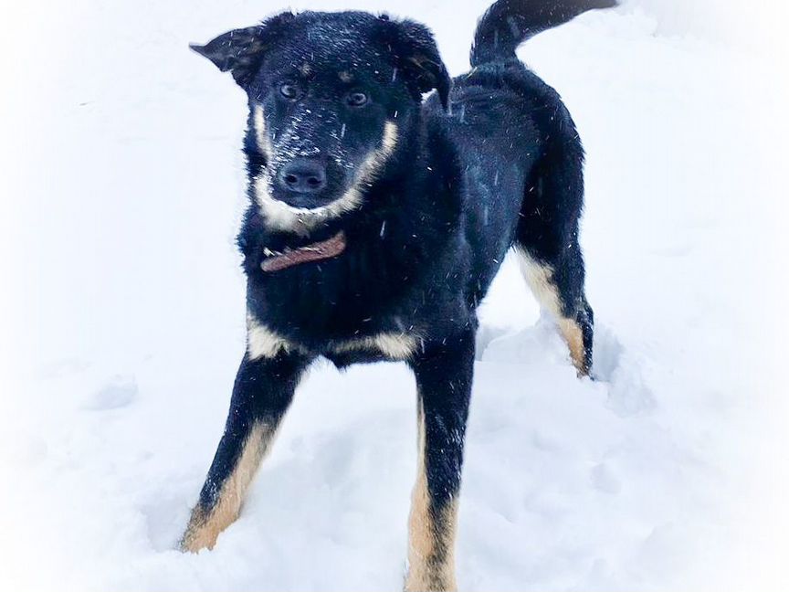 Щенок Симона в добрые руки