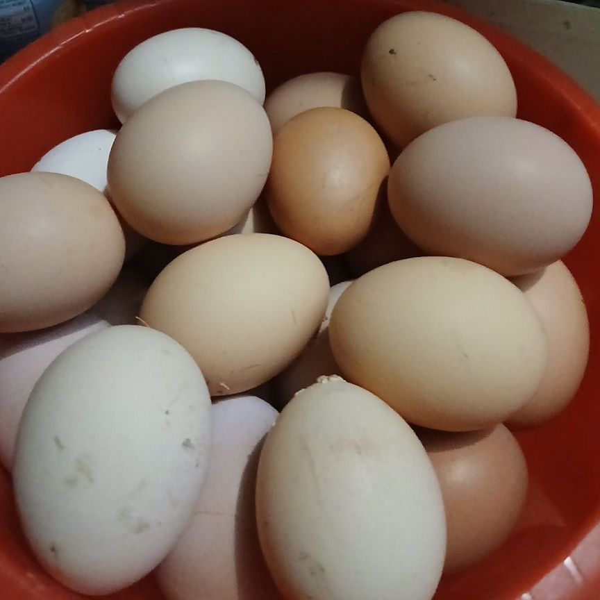 Домашние куриные яйца