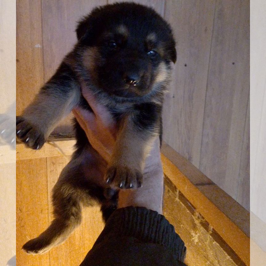 Немецкая овчарка, щенок