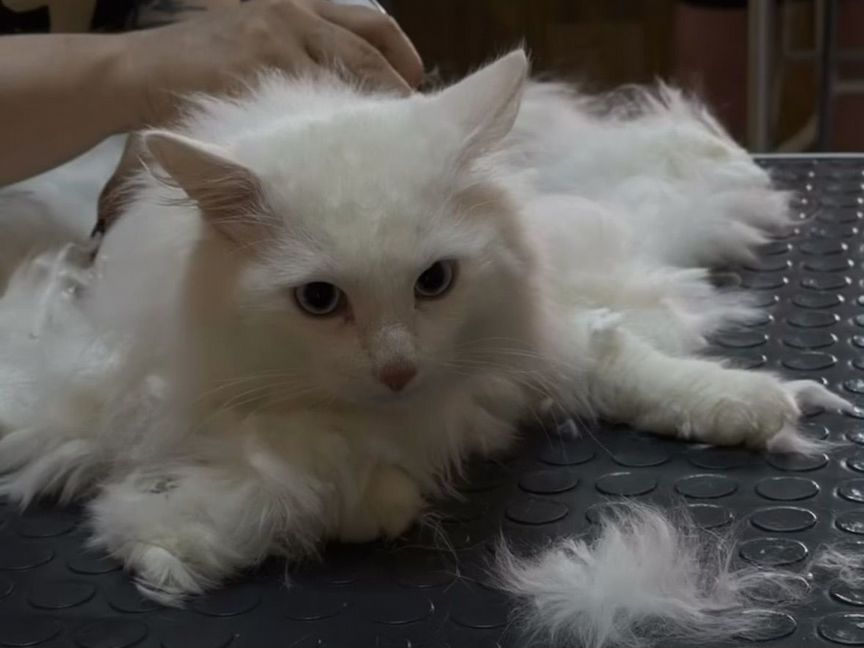 Турецкая ангора