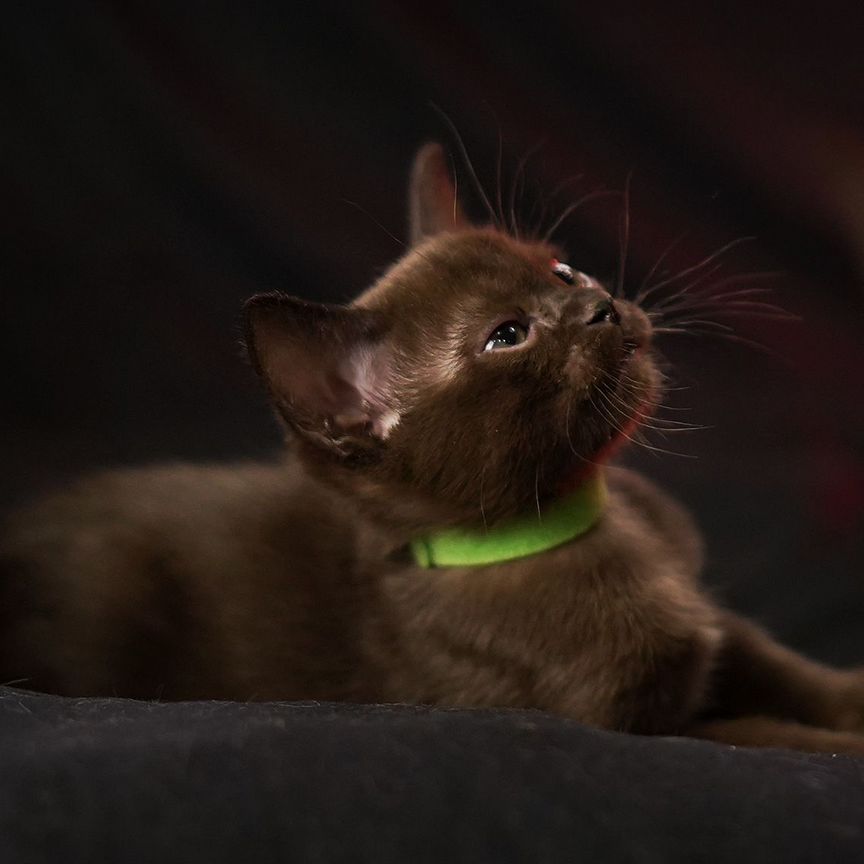 Бурманские котята/соболь