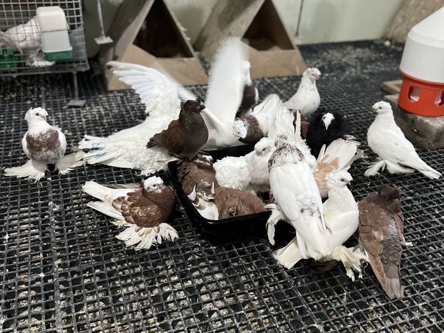 Продажа голубей