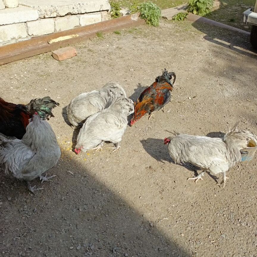 Продажа петухов