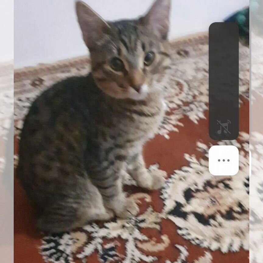 Кошки бесплатно