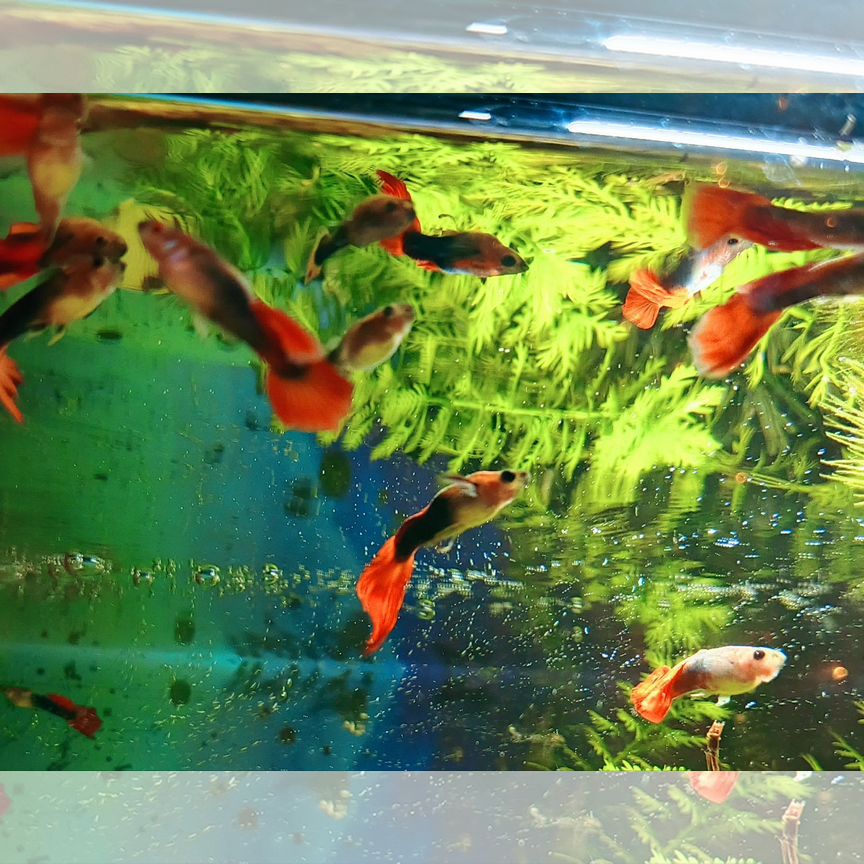 Аквариумные рыбки