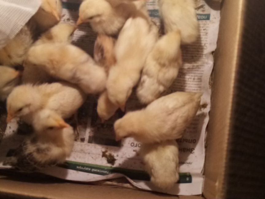 Цыплята домашние