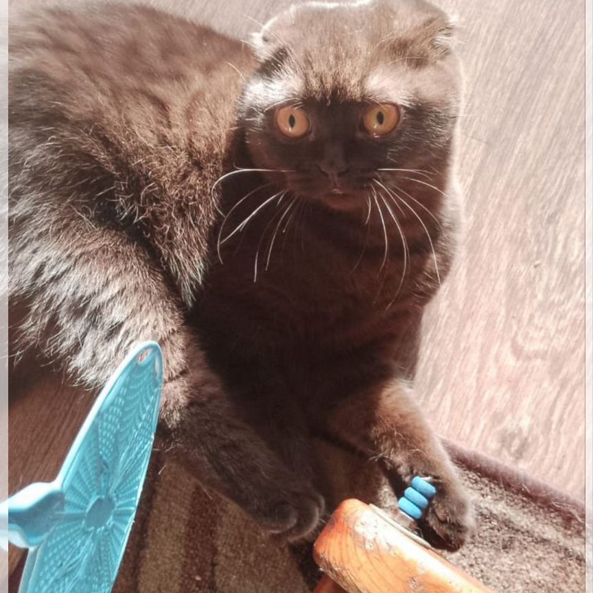 Кошки