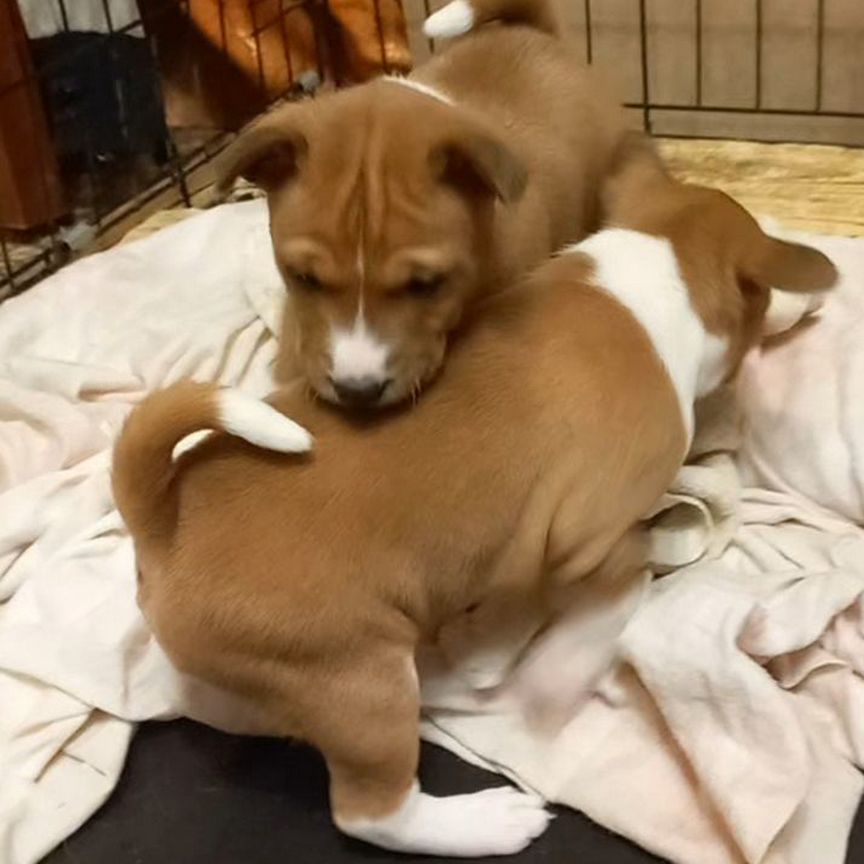 Басенджи, щенок