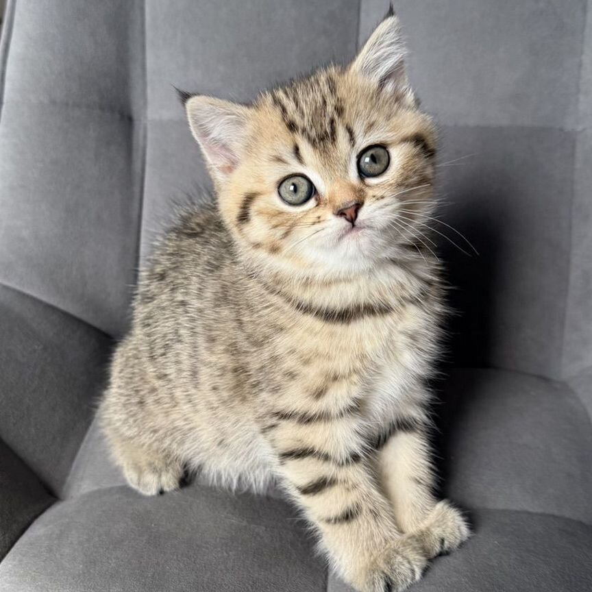 Шотландский прямоухий короткошёрстный котёнок