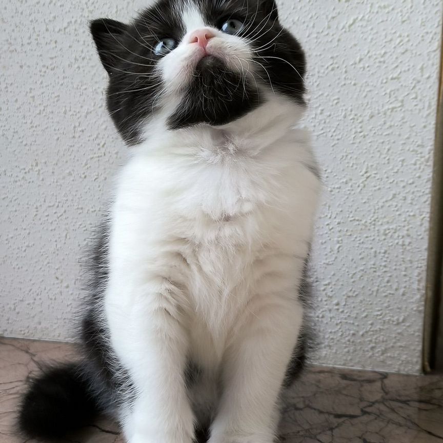 Шотландский котенок