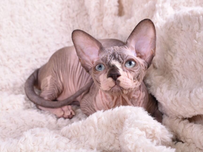 Канадские топовые котики