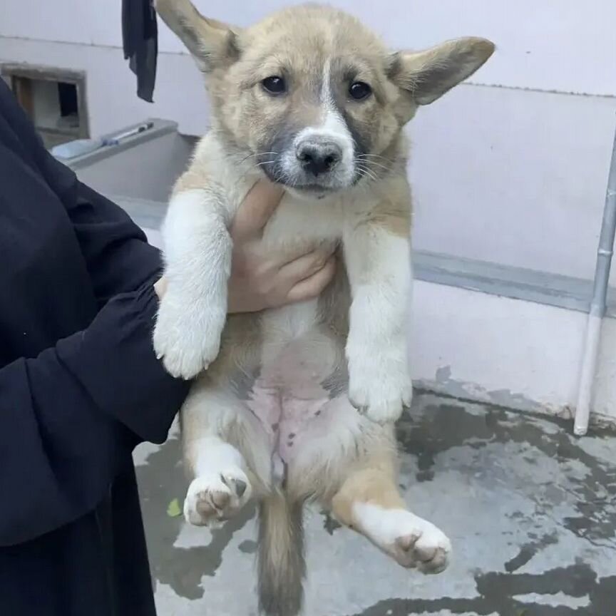 Щенок в добрые руки