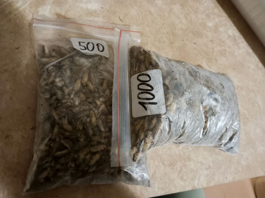 Корм для стрижей сверчки домовые предимаго