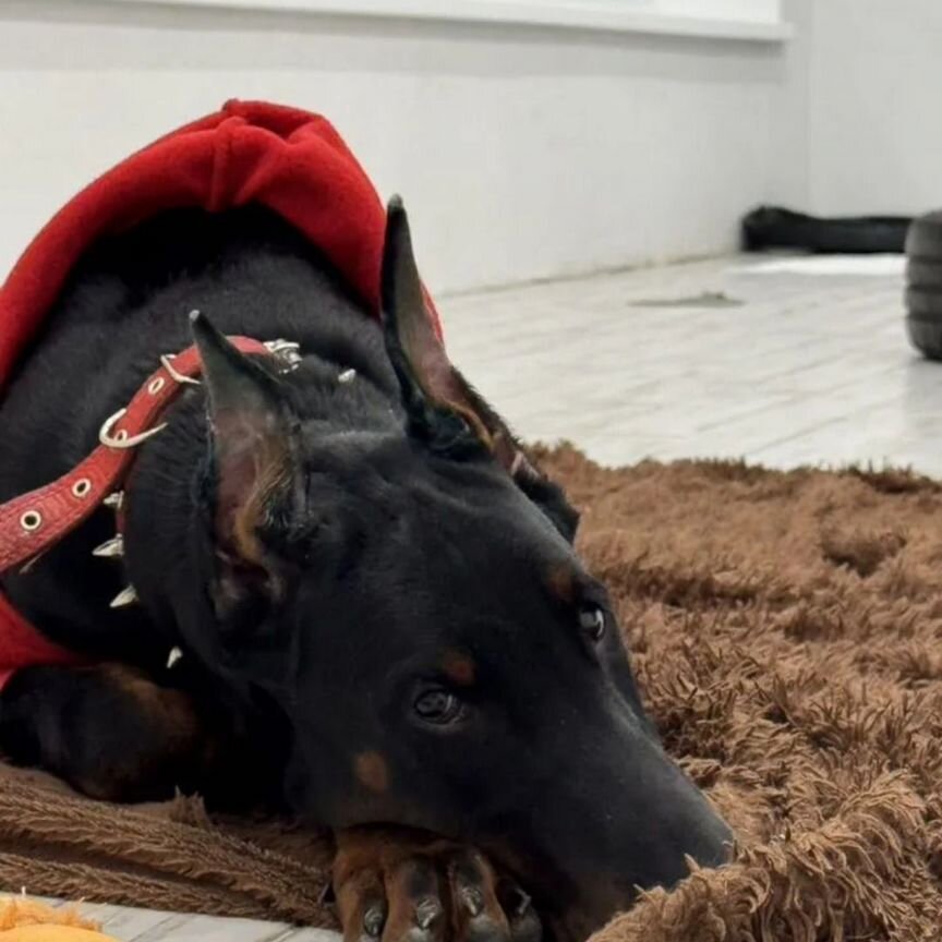 Отдам в добрые руки