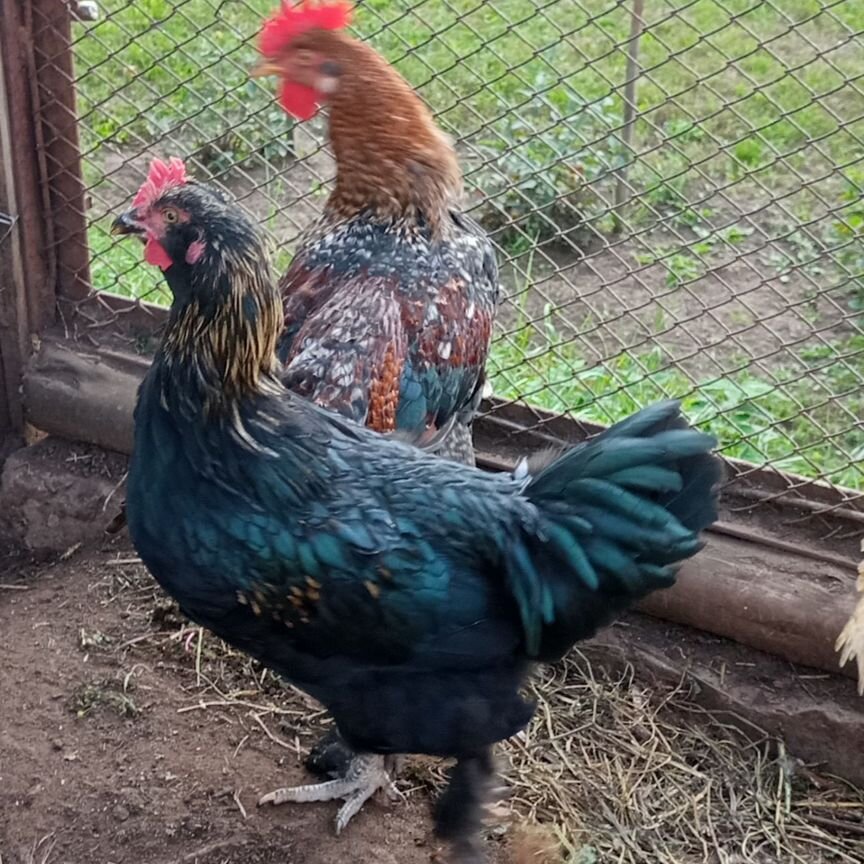 Петухи молоденькие,разных пород