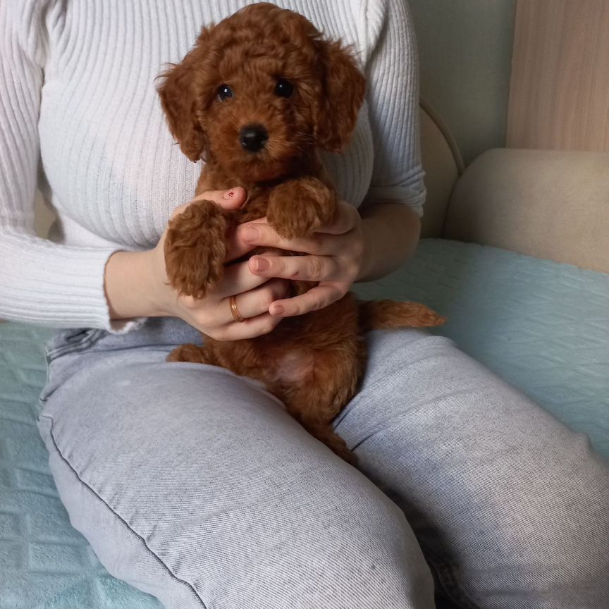 Пудель РКФ ред браун Миниатюра/ ред браун