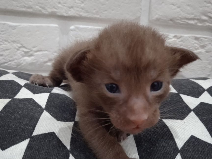 Ориентальная