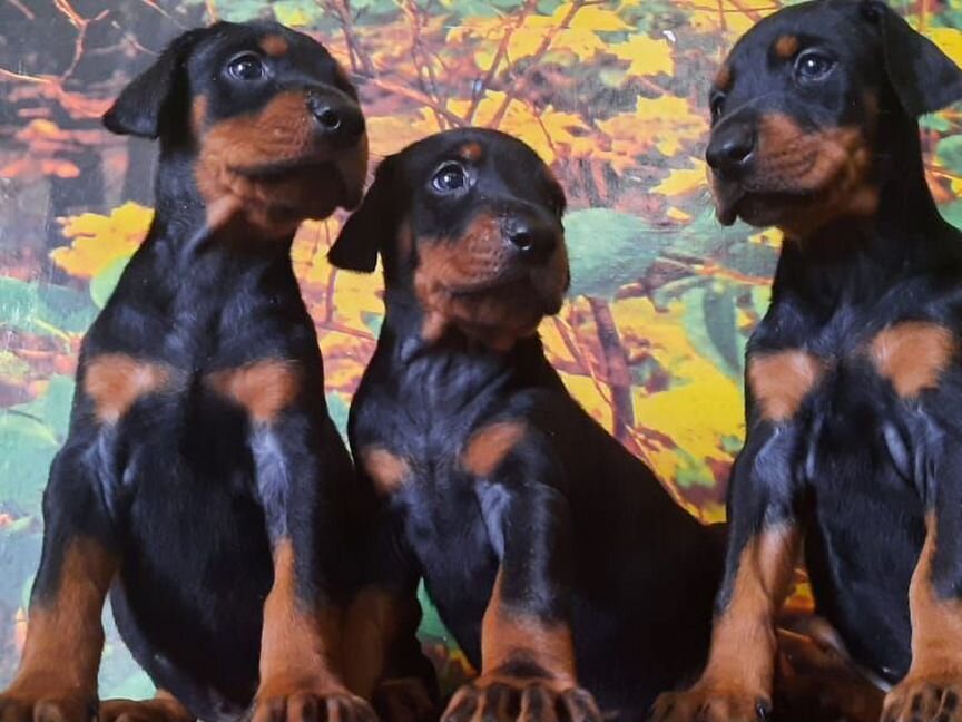 Щенки добермана