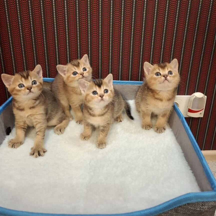Щотландские котята