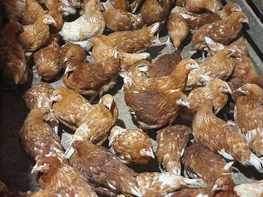 Куры молодки несушки