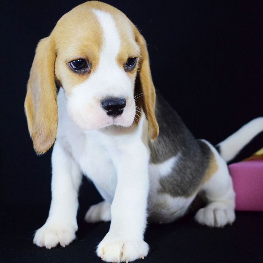 Бигль, щенок