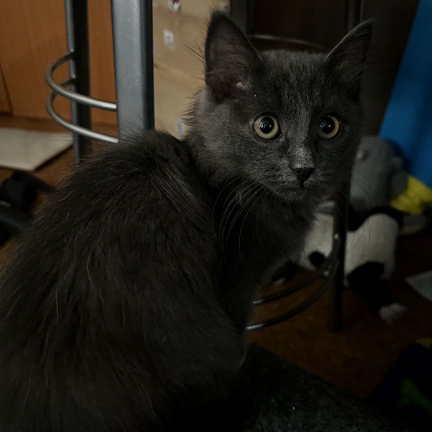 Британский длинношёрстный котёнок