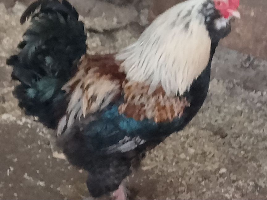 Инкубационное яйцо кур