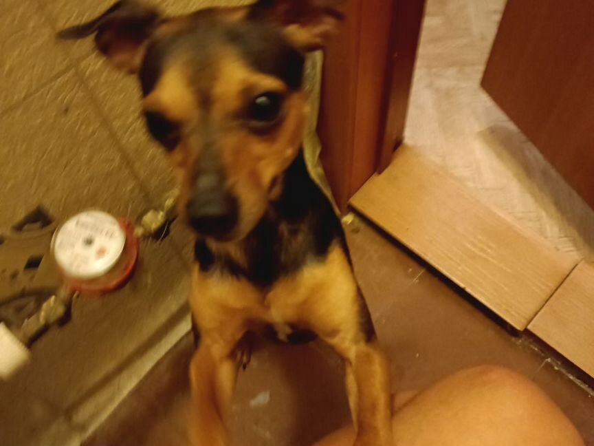 Цвергпинчер в добрые руки