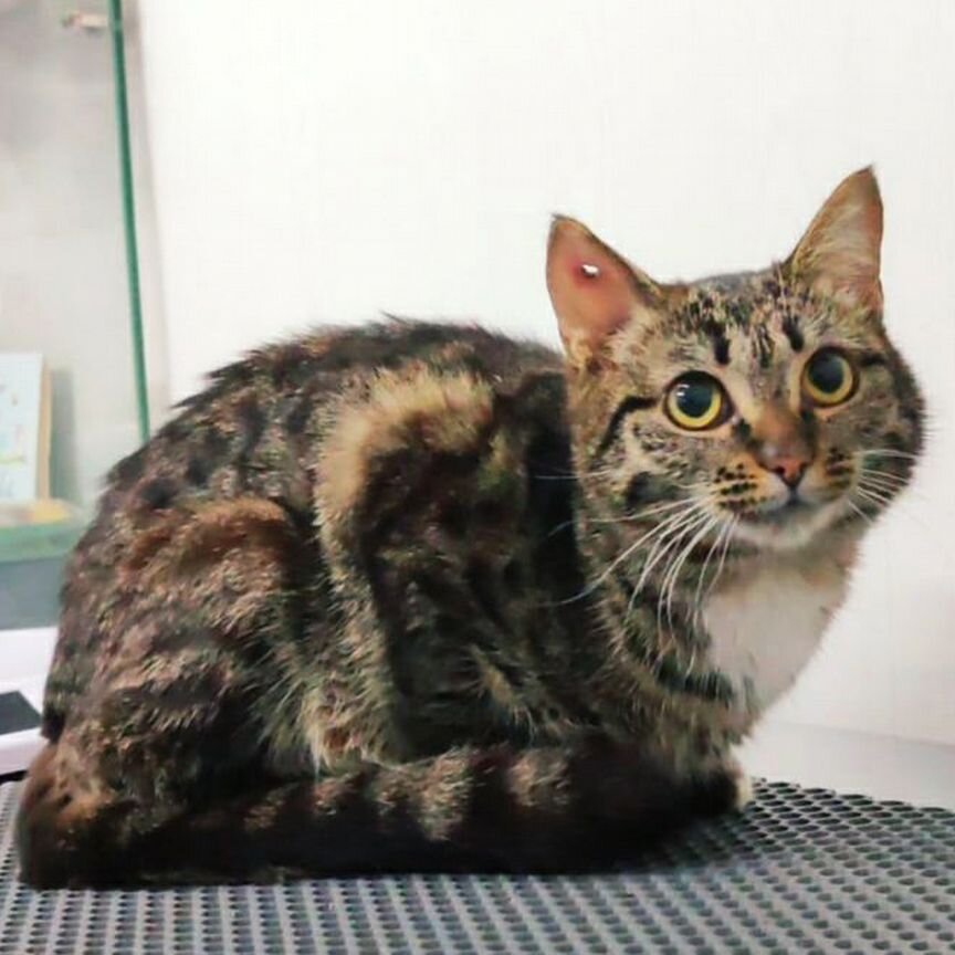 Кошечка