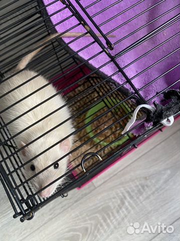 Крыса с клеткой