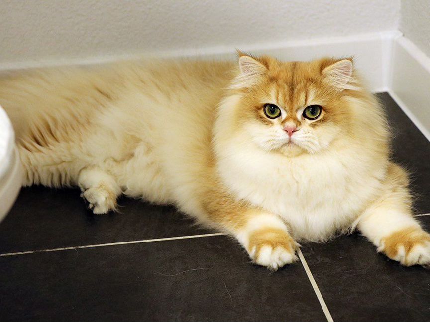 Британская длинношерстная шиншилла, кот