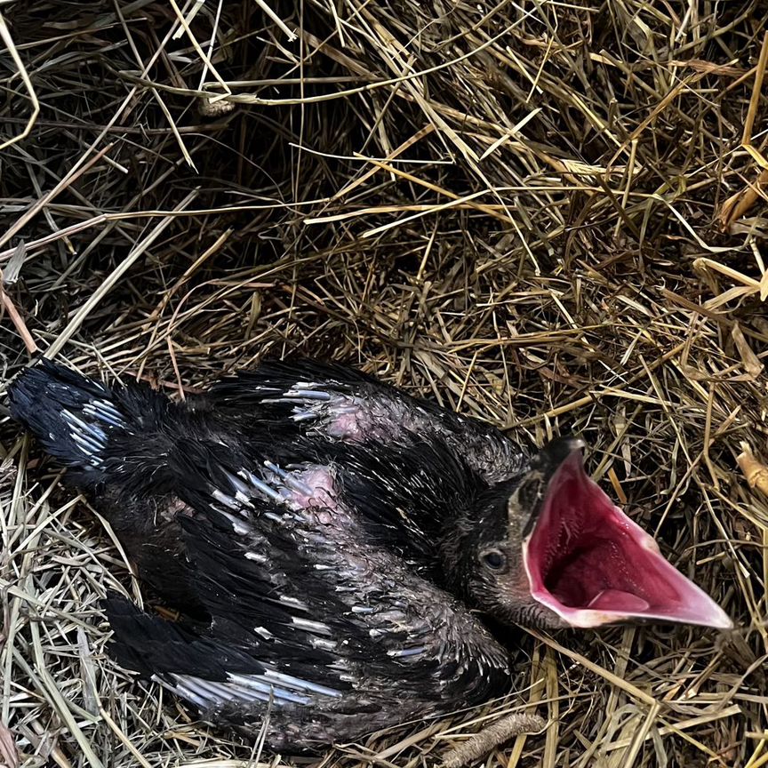 Птенцы ворона