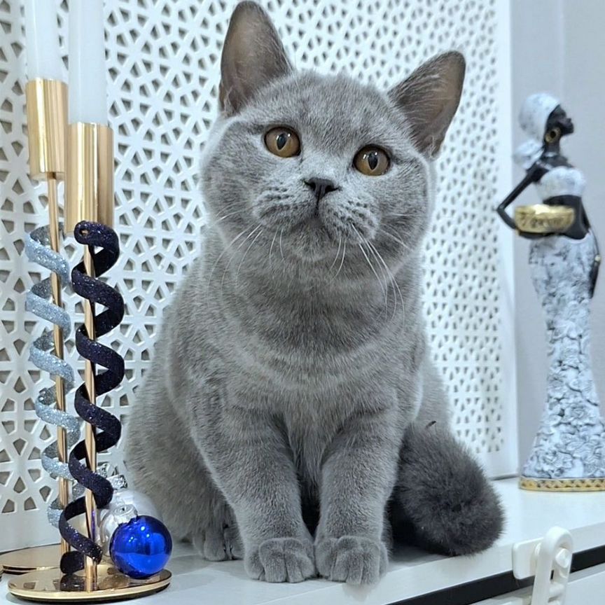 Британский короткошёрстный котёнок