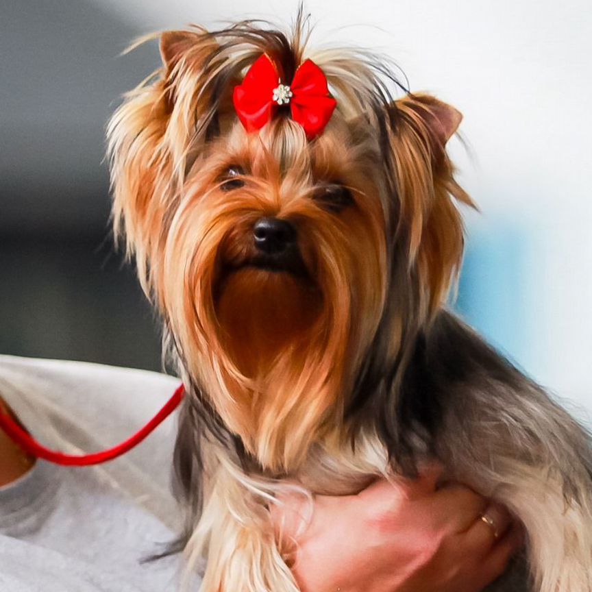 Йоркширский терьер