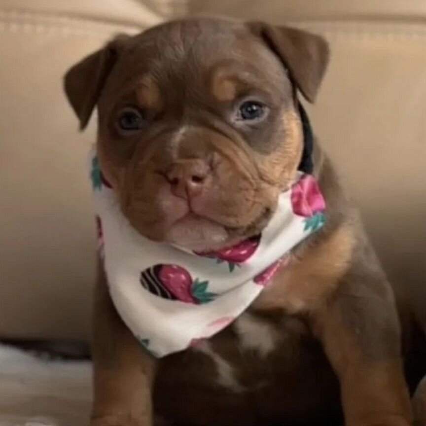 Американский булли, щенок