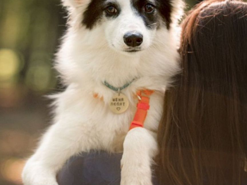 Собака в добрые руки