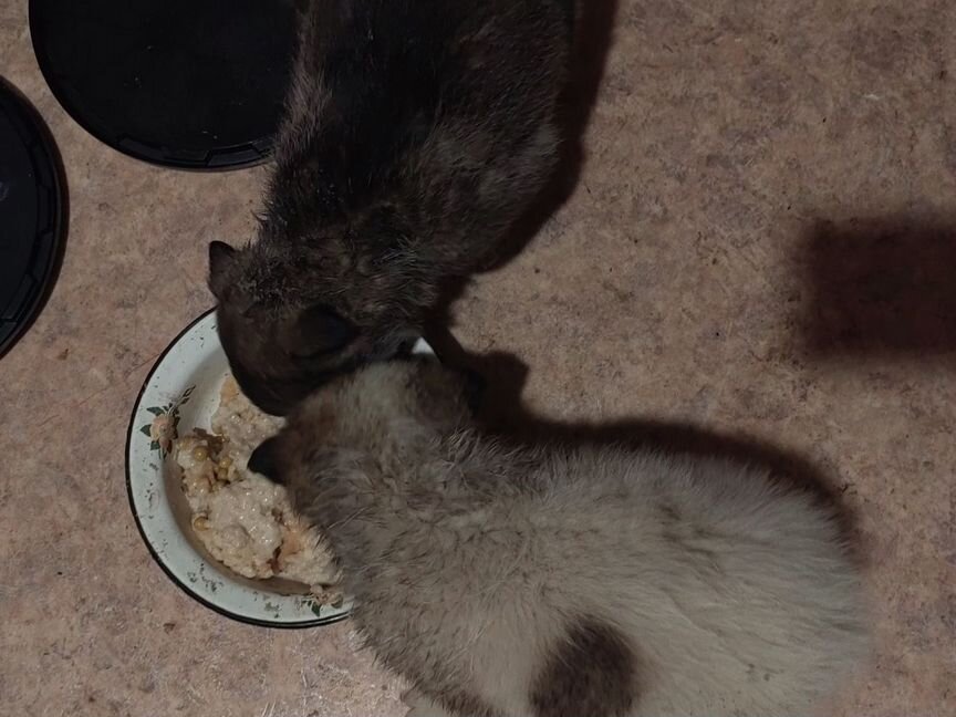 Щенки