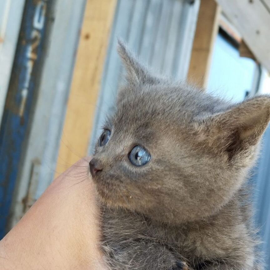Котята со стройки