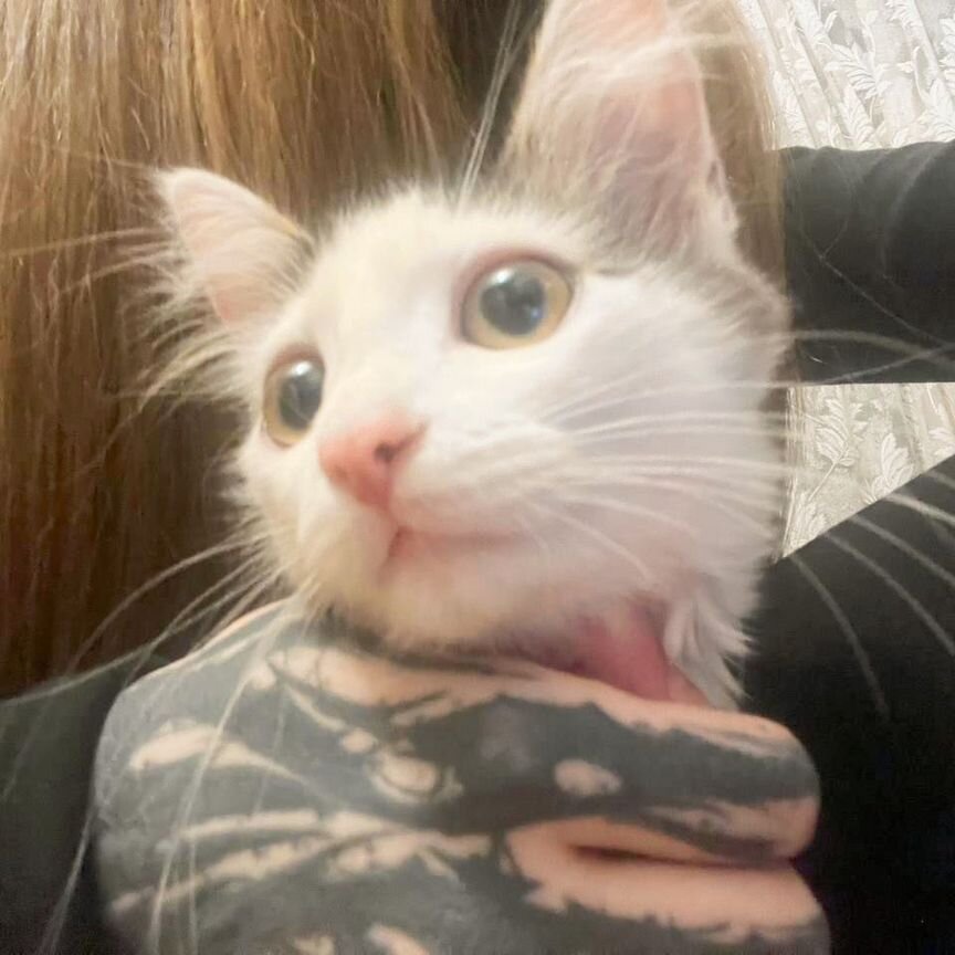 Кошка Ксюша ищет дом
