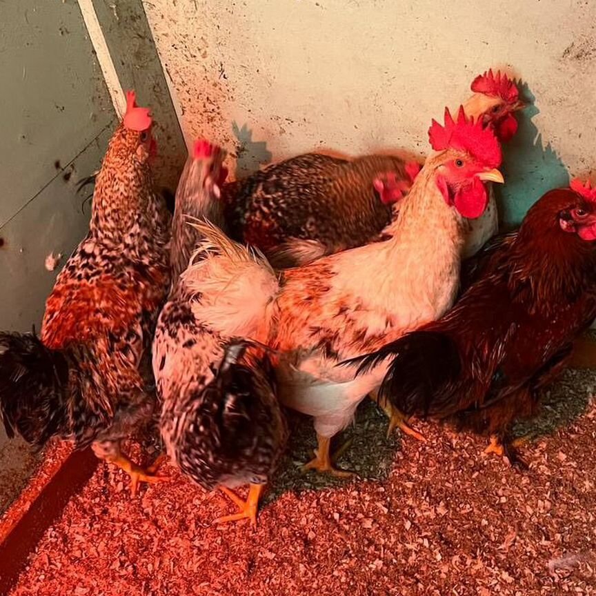 Петух (4 месяца)