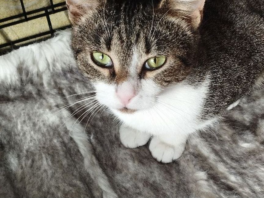 Кошка Конфетка