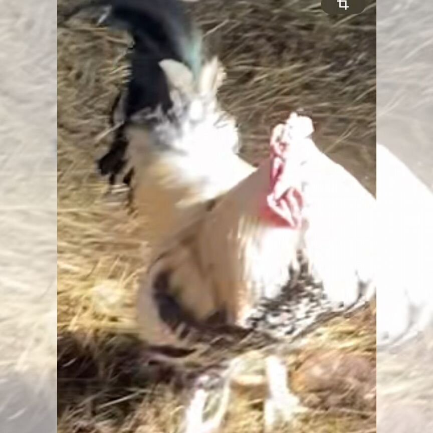 Продам или обменяю на курочку