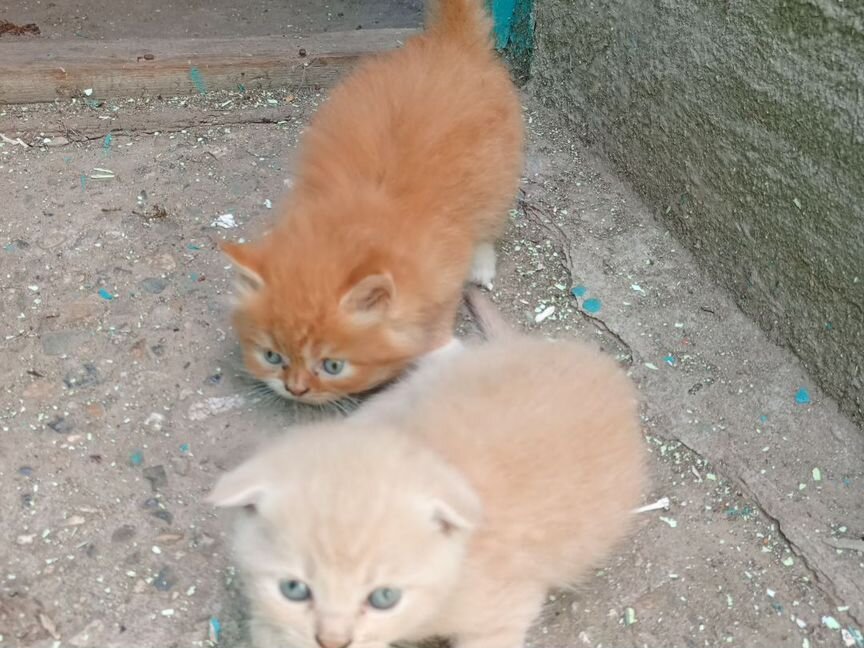 Кошки в добрые руки бесплатно