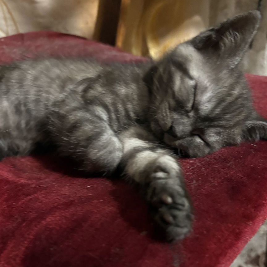 Европейский короткошёрстный котёнок