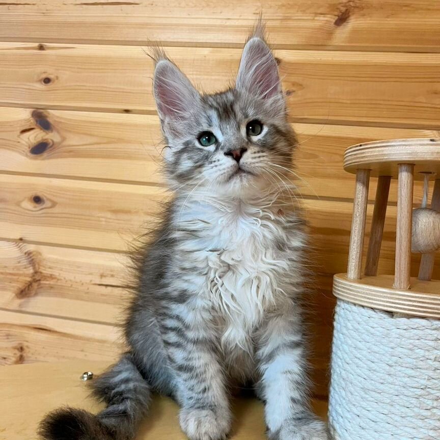 Котик в модном окрасе