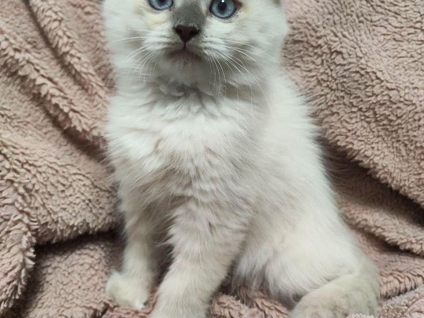 Шотландский котенок