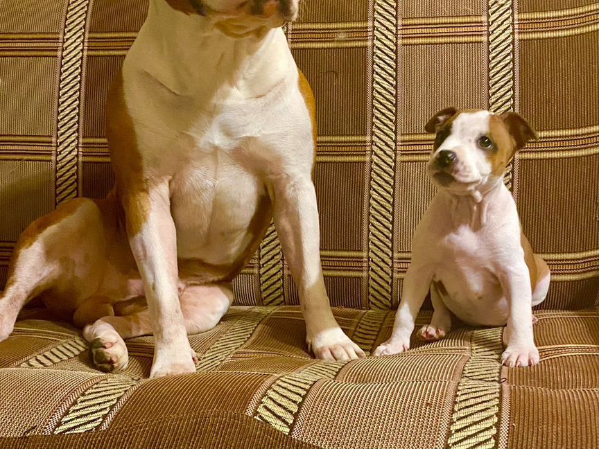 Стаффордширский терьер вязка