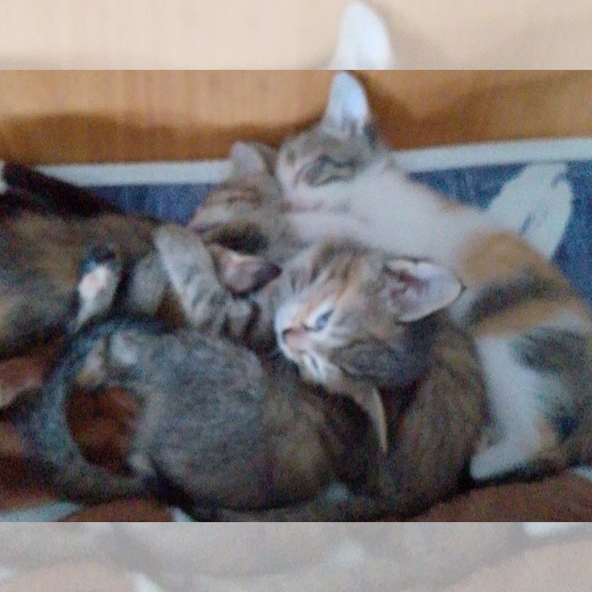 Котятки в добрые руки