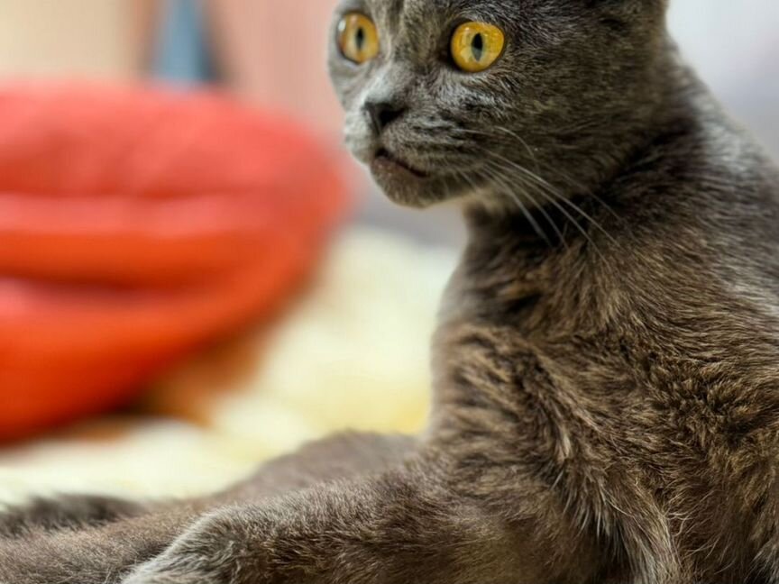 Шотландская вислоухая кошка очень ласковая